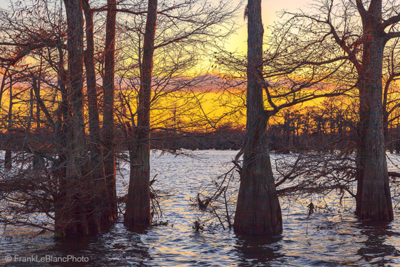 Atchafalaya Basin, Henderson Swamp | Frank LeBlanc Photography