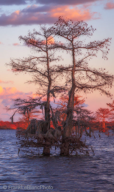 Atchafalaya Basin, Henderson Swamp | Frank LeBlanc Photography